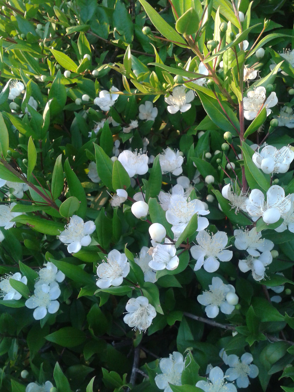 Il Mirto ed il suo olio essenziale proprietà e ricetta per il mirto sardo