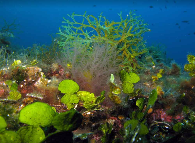 alghe marine cosa sono e proprietà delle alghe commestibili